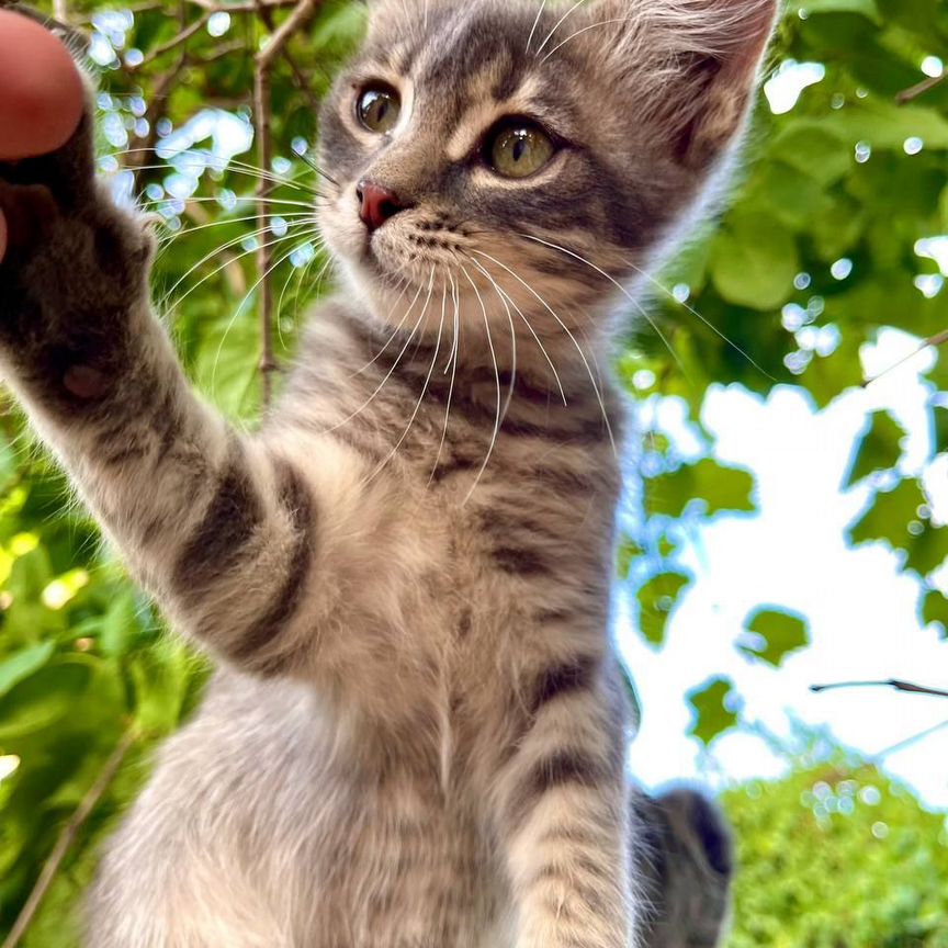 Котята в добрые руки бесплатно
