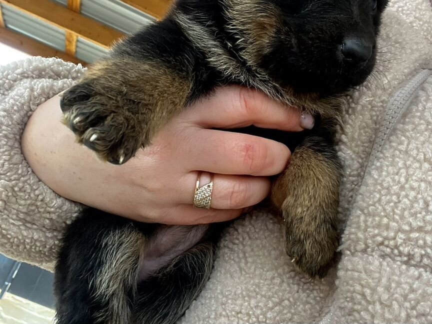 Щенята немецкой овчарки