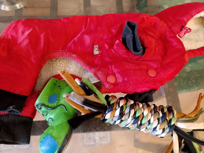 Одежда на маленькую собаку