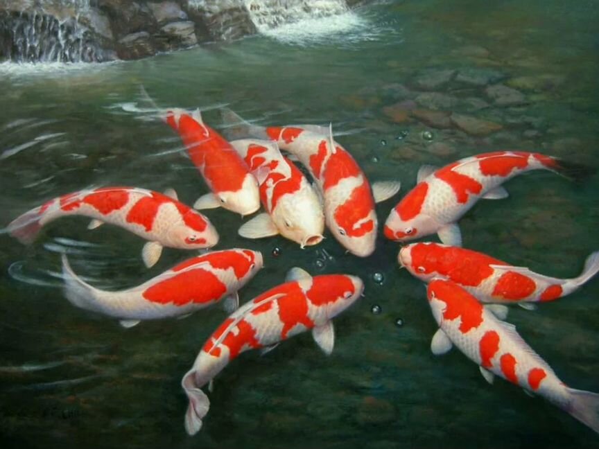 Карп кои красно-белый 5-7см