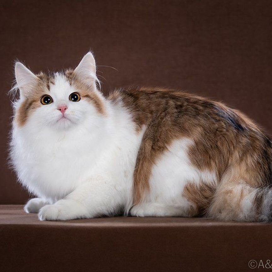 Сибирский котик золотого окраса