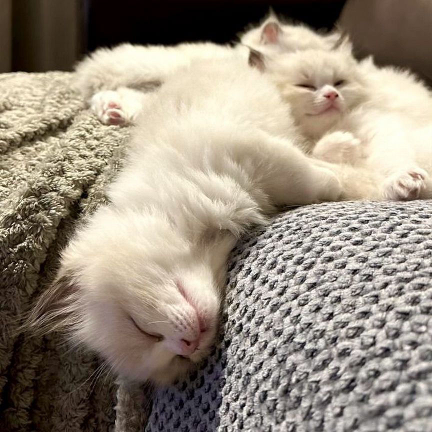 Рэгдолл котёнок