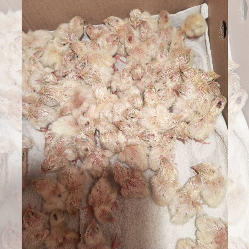 Перепелята