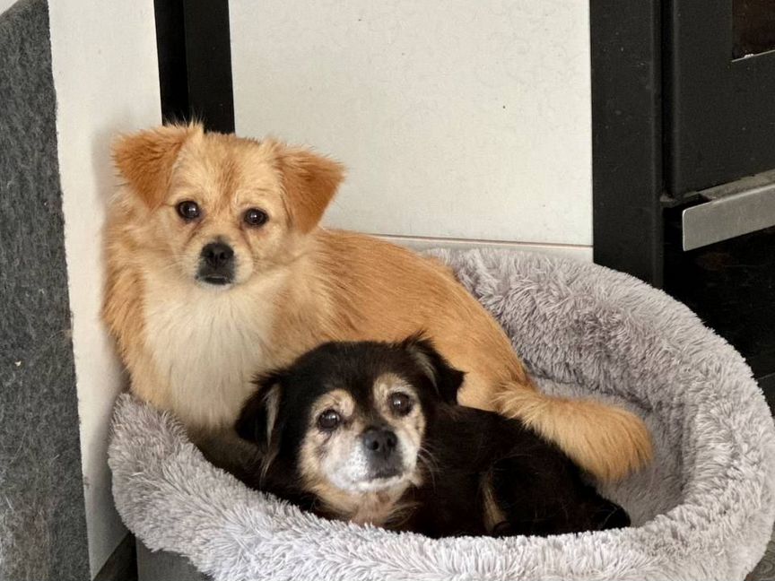 Маленькие собачки чихуахуа ищут дом