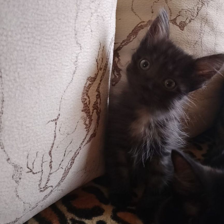 Котёнок Сережа