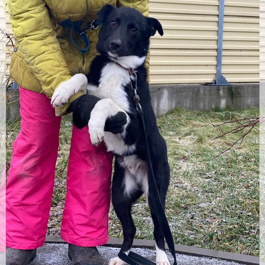 Щенок в добрые руки