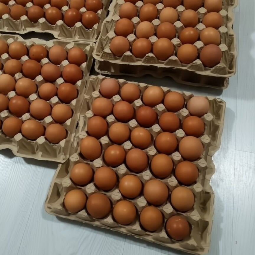 Инкубационное яйцо несушки родонит