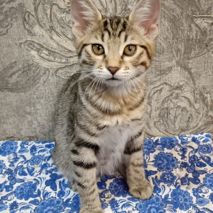 Котёнок - курильский бобтейл