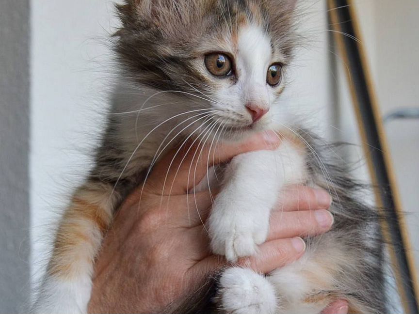 Маркиза, 1.5 месяца