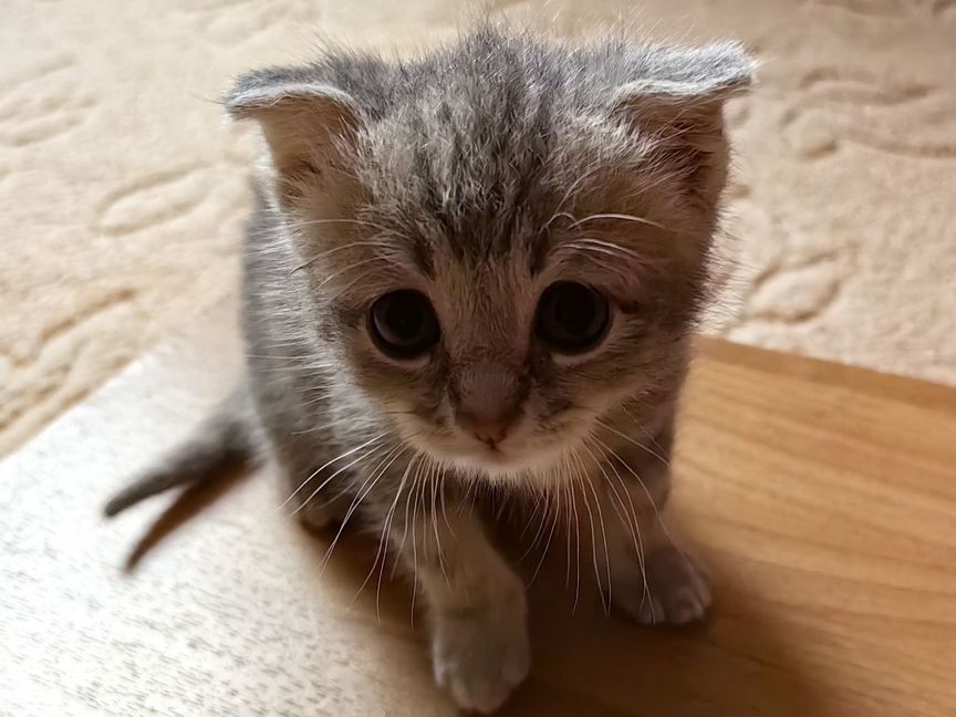 Котенок в добрые руки