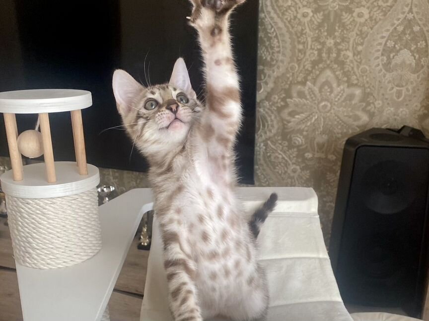 Бенгальские котята