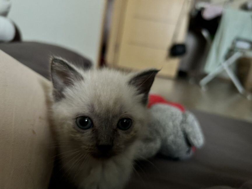 Кошка 1 месяц