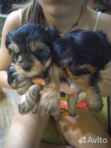 Йоркширский терьер