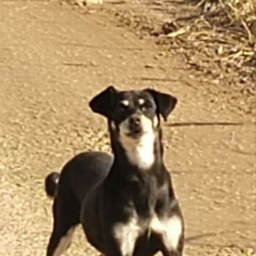 Собака потеряшка