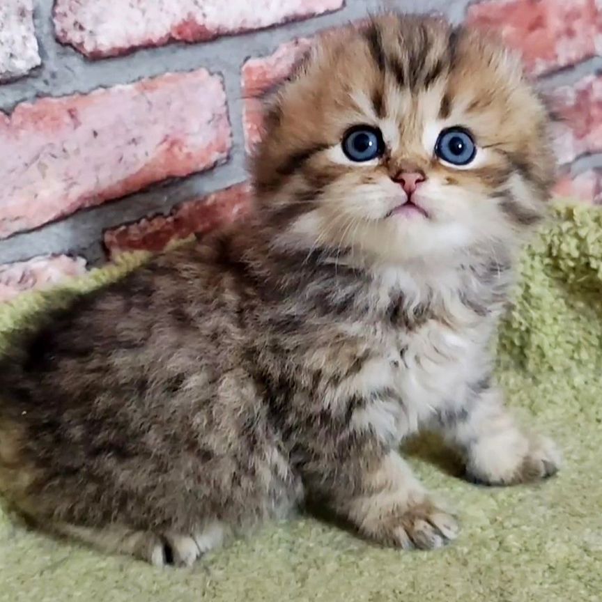 Шотландская девочка "куколка"