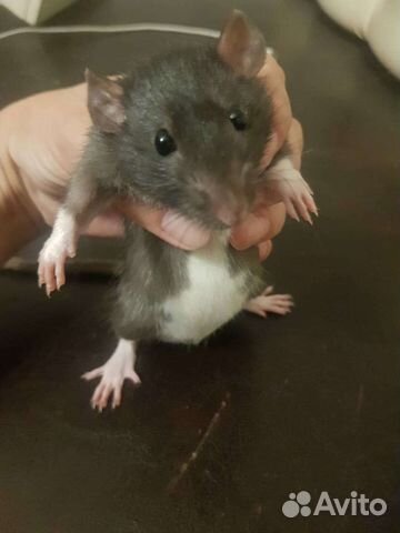 Декоративная крыса