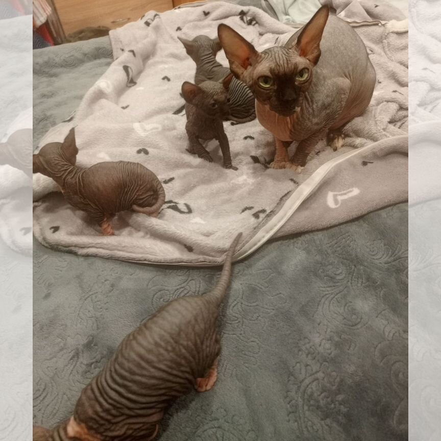 Канадский сфинкс котёнок