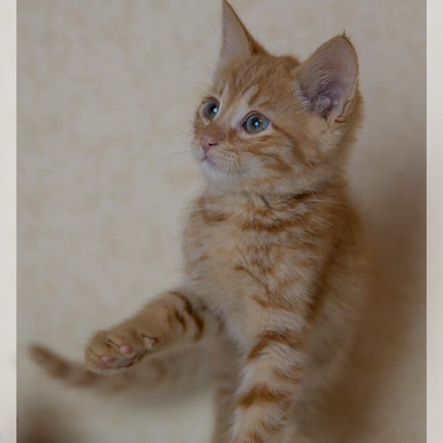 Рыжий маленький котик