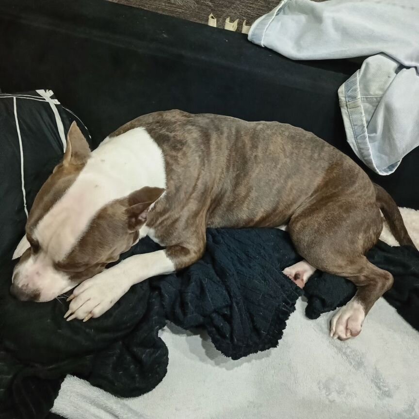 Найдена собака