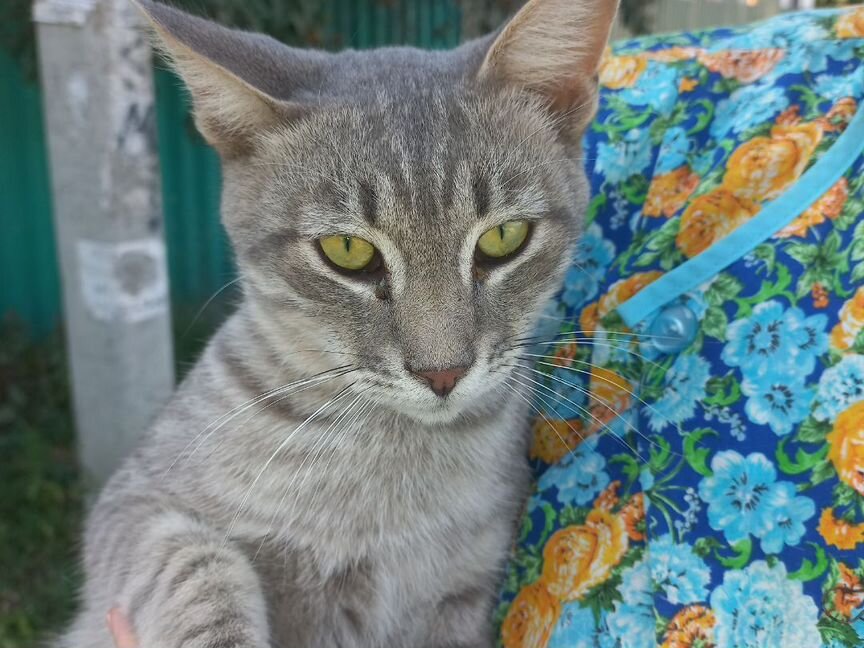 Кошка в дар бесплатно