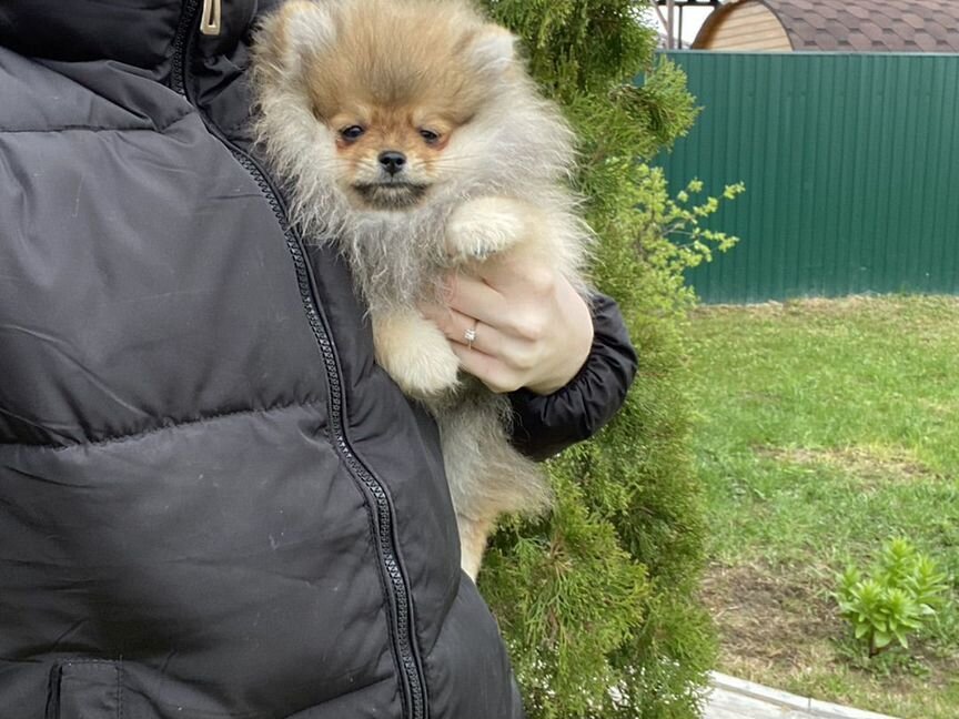 Медвежонок