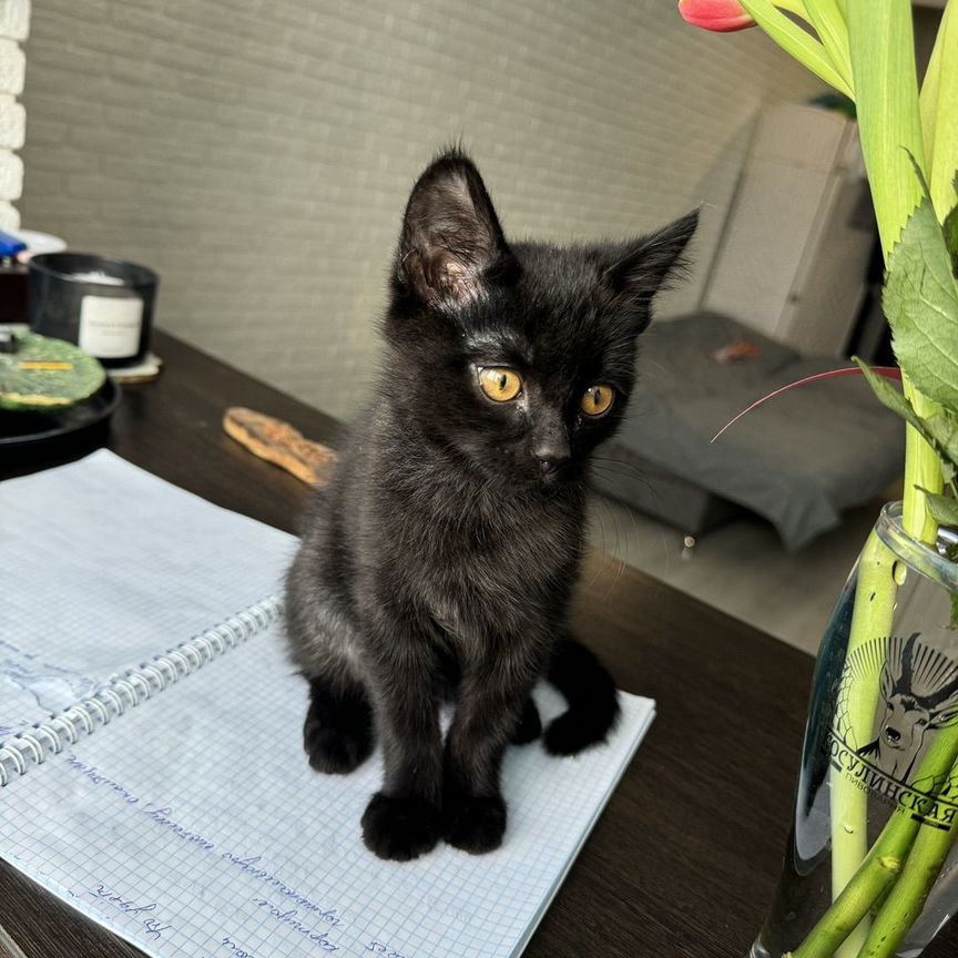 Черный котенок мальчик 2 месяца