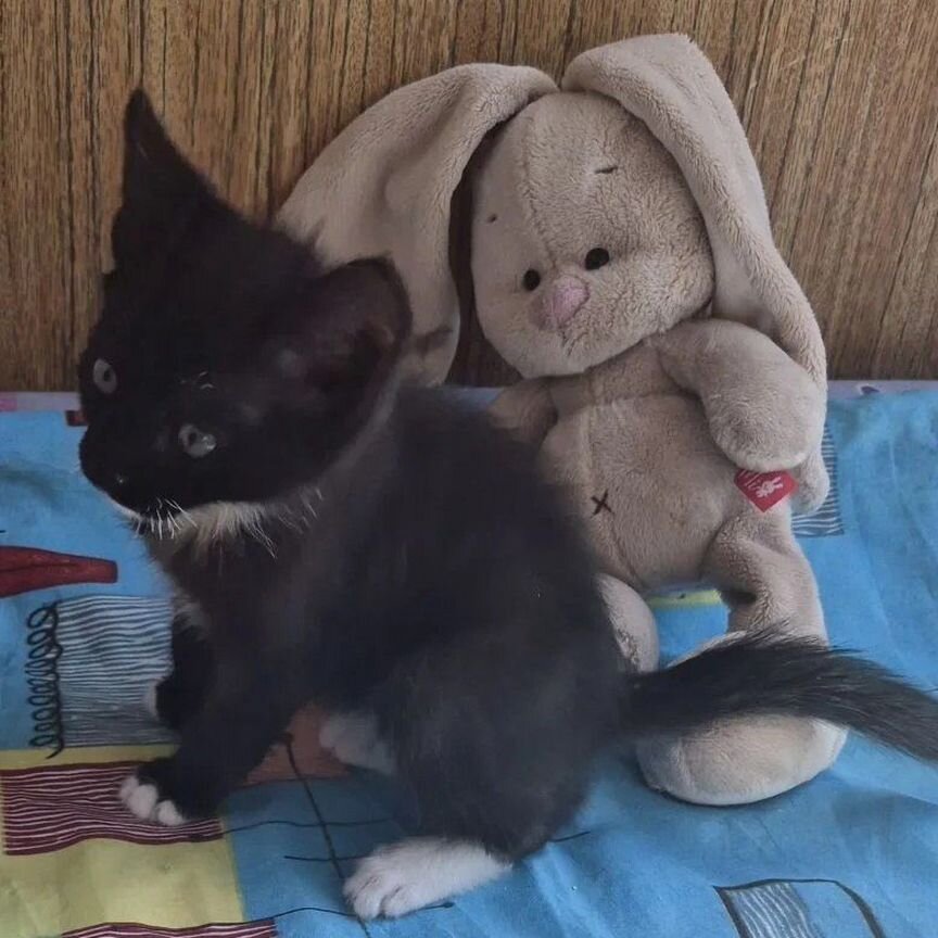 Котёнок в добрые руки