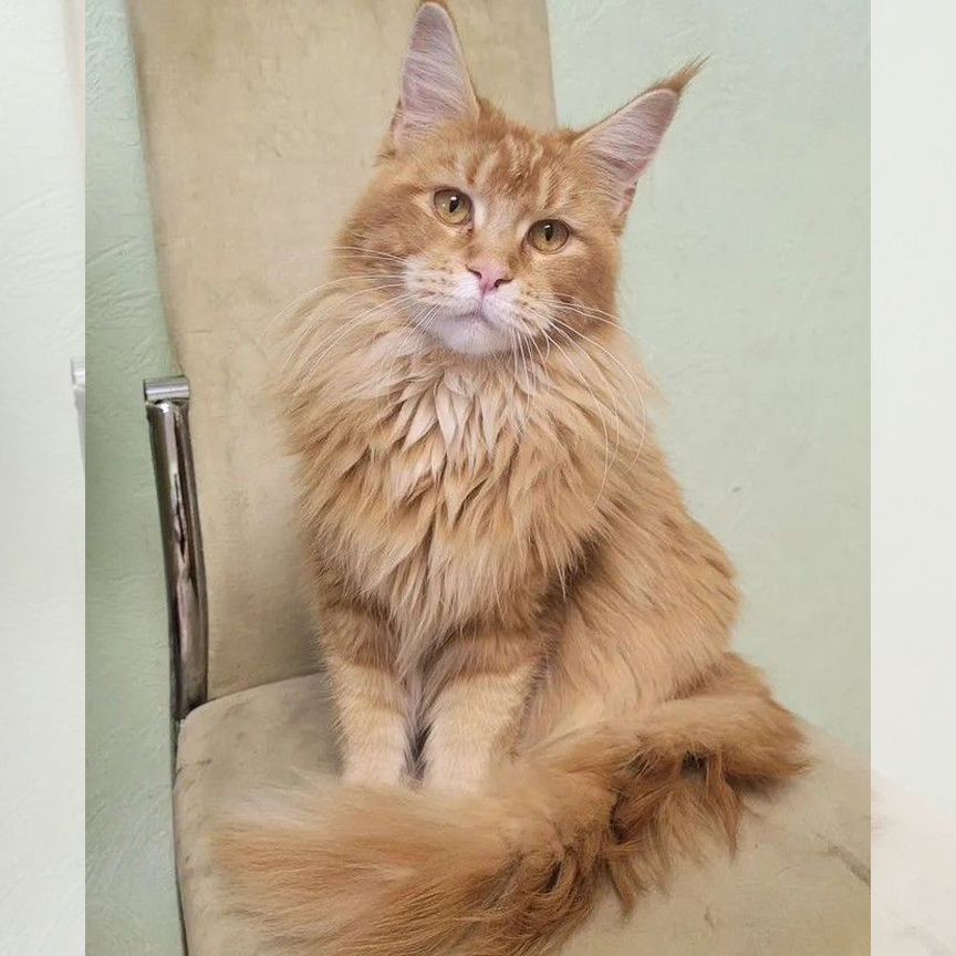 Мейн-кун, взрослая кошка