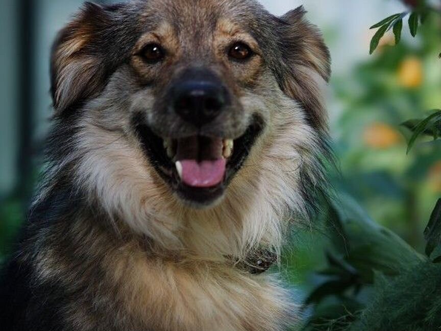 Собака в добрые руки отдам бесплатно