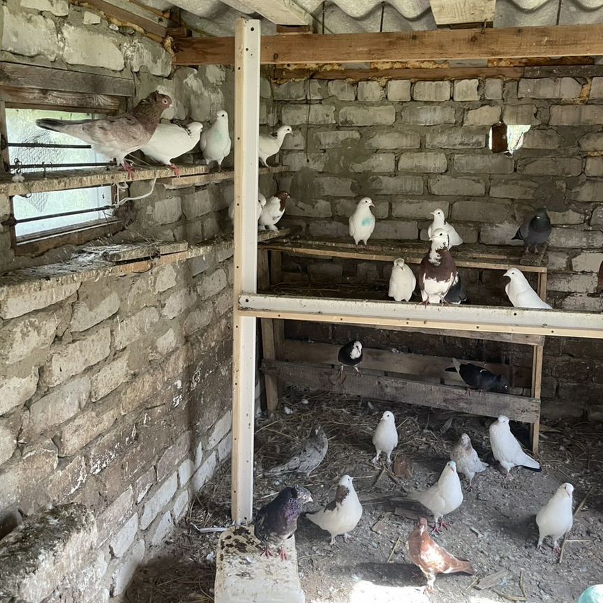 Продажа бакинских голубей
