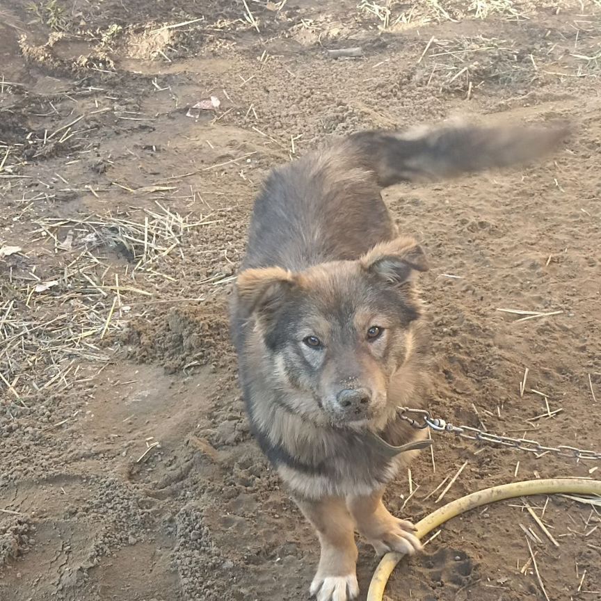 Отдам охранника