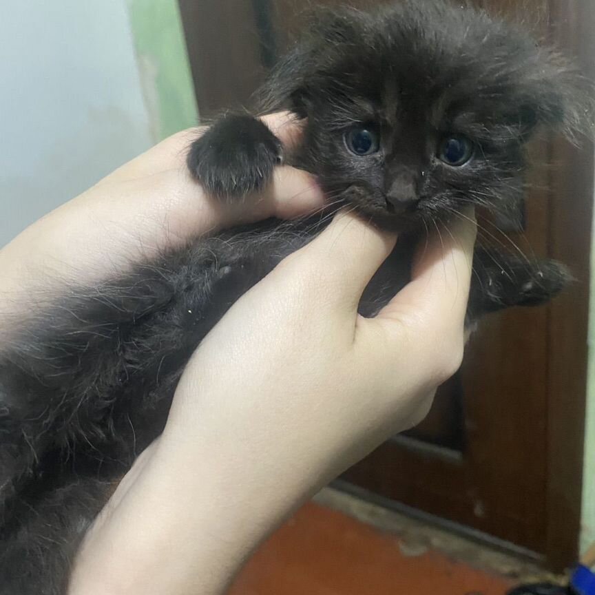 Котята в добрые и заботливые руки