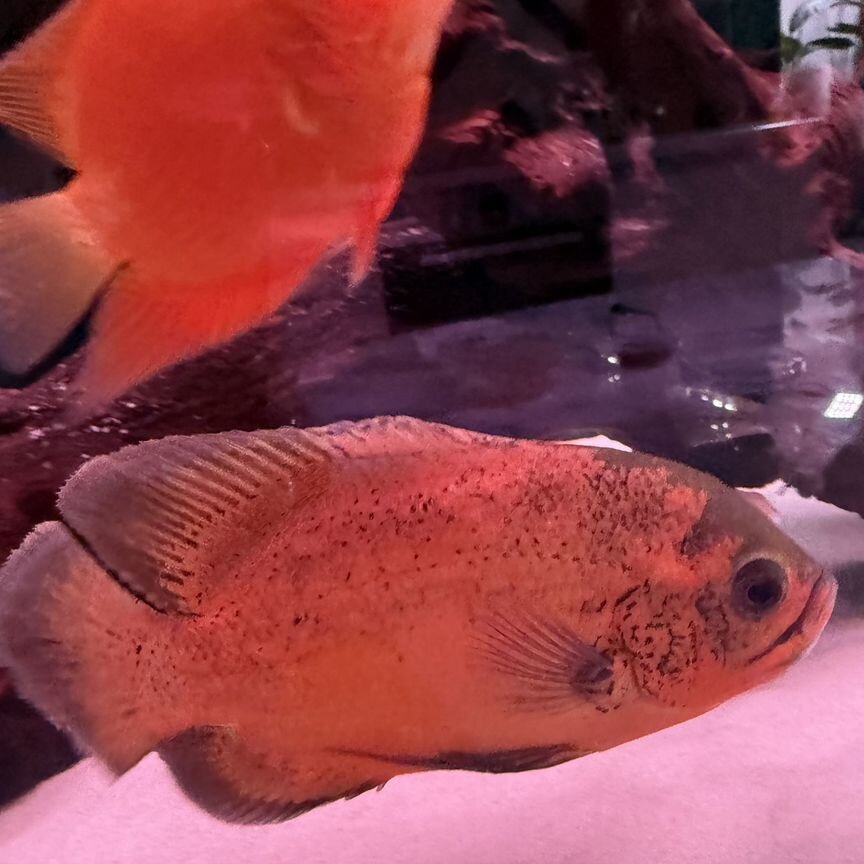 Астронотус орех