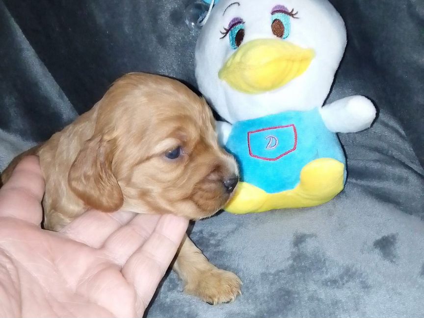 Щенки английского кокер спаниеля