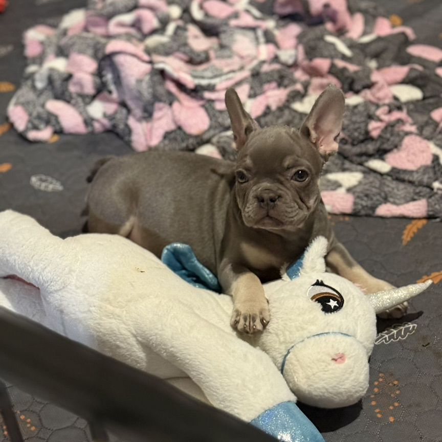 Лилак очарование