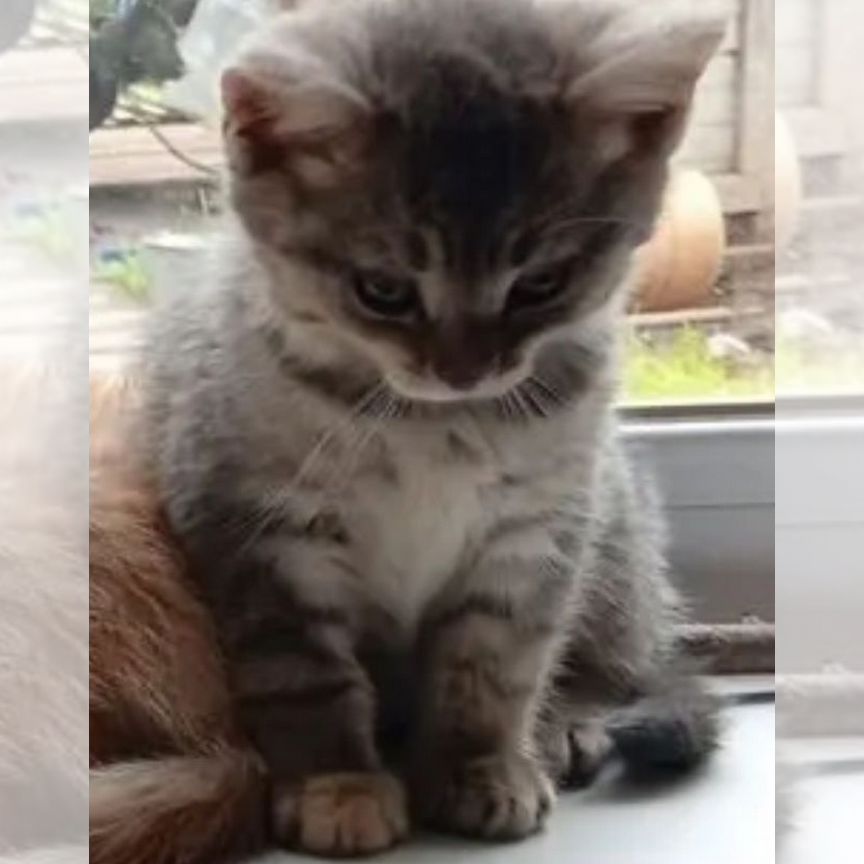 Котёнок в добрые руки