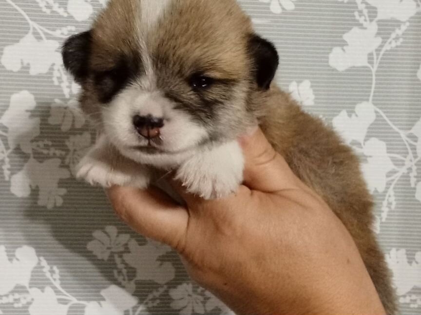 Щенки вельш-корги пемброк