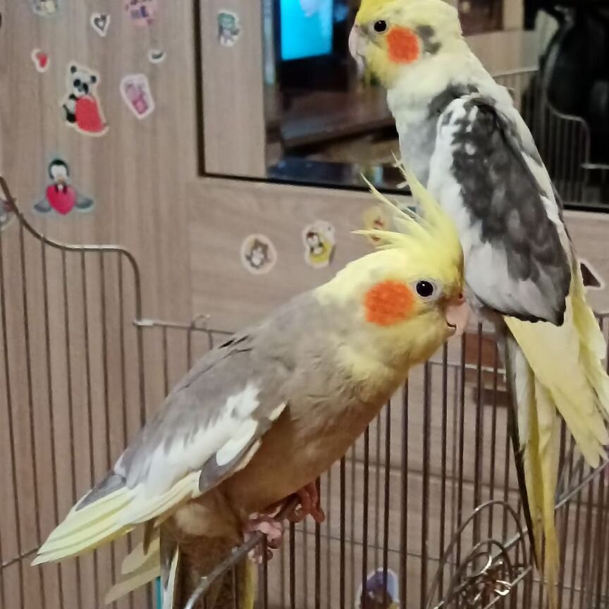 Пара корелл