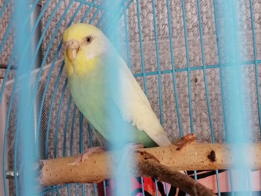 Отдаю в добрые руки, волнистый попугай, девочка