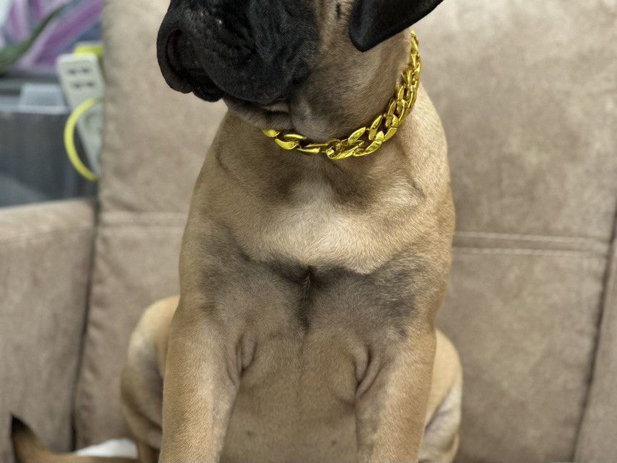 Бульмастиф