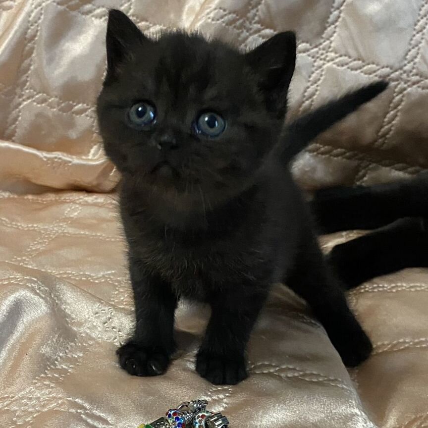 Шотландский прямоухий короткошёрстный котёнок