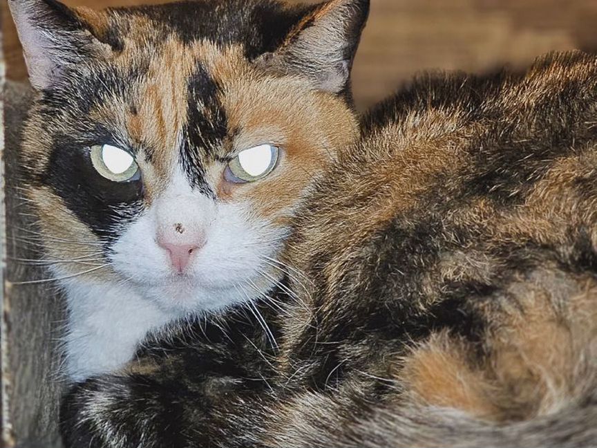 Котикам нужен дом
