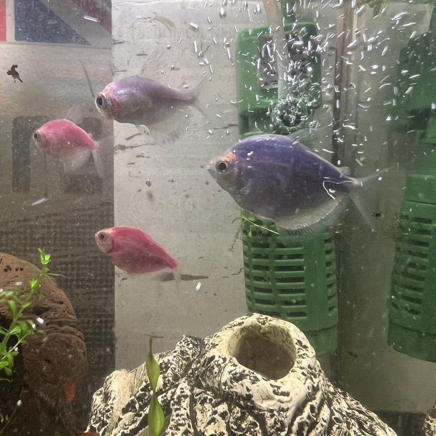 Аквариумные рыбки