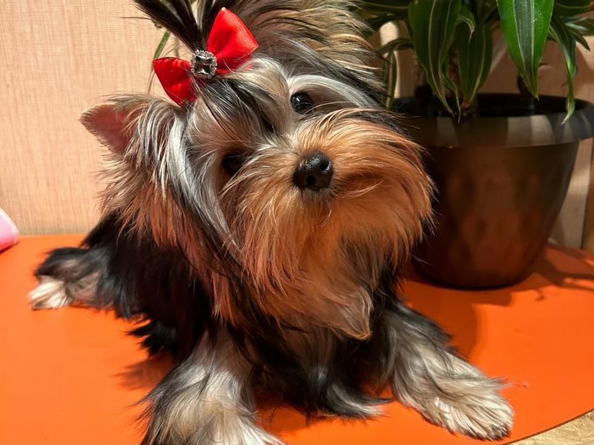 Йоркширский терьер