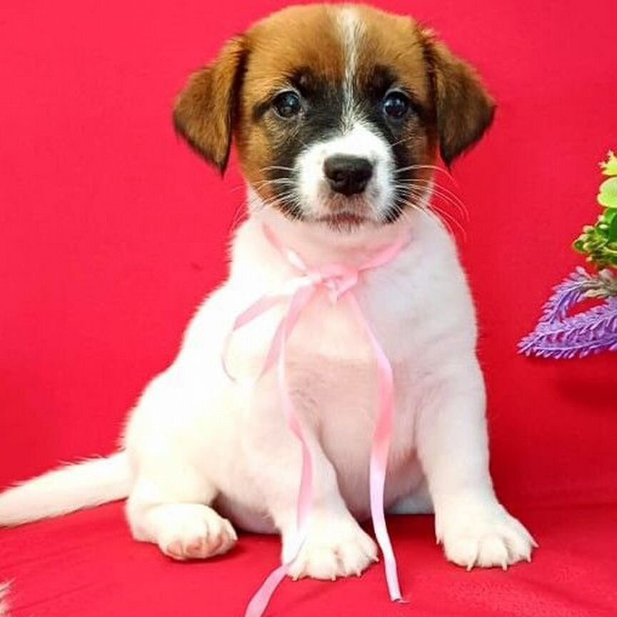 Джек-рассел-терьер, щенок