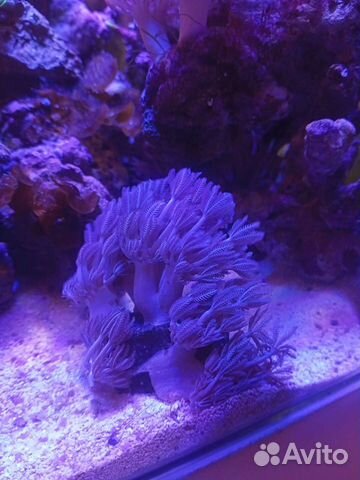 Коралл Ксения пульсирующая