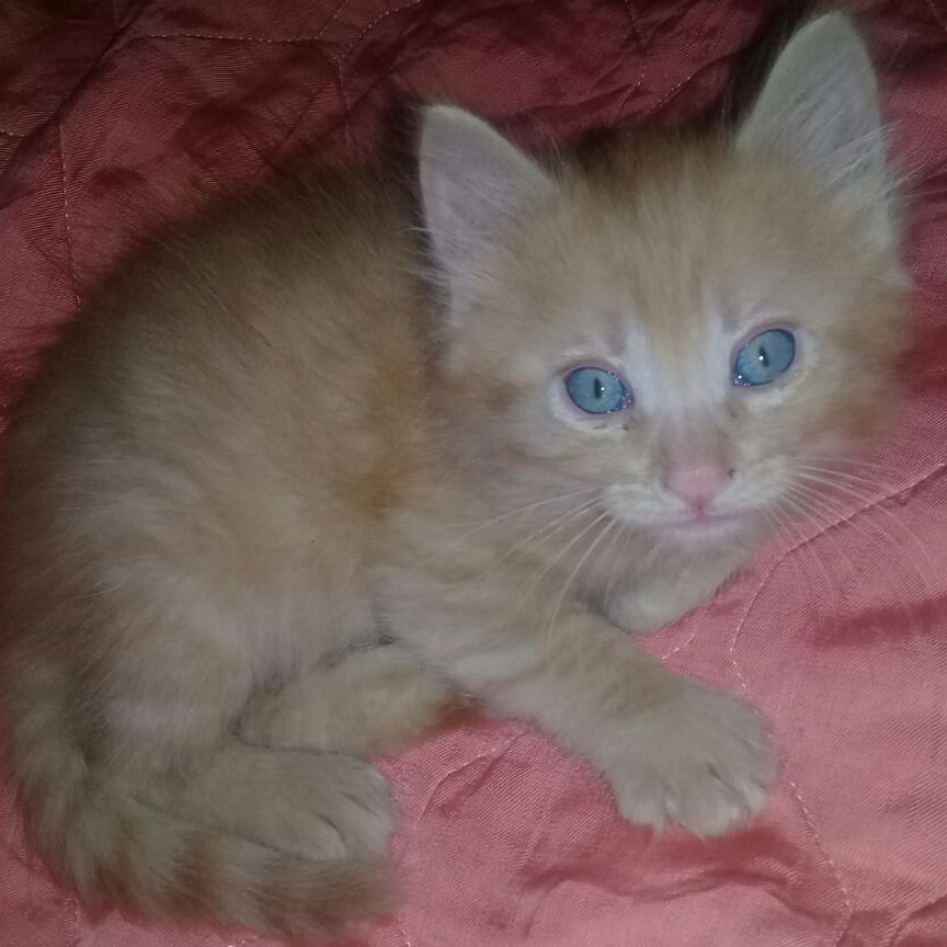 Очаровательные пушистики