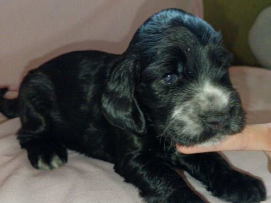 Щенки русского спаниеля