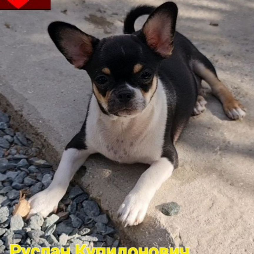 Руслан чихуахуа мальчик чёрный триколор