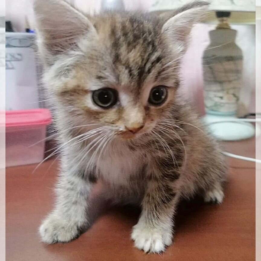 Котенок девочка 1 месяц трехцветная
